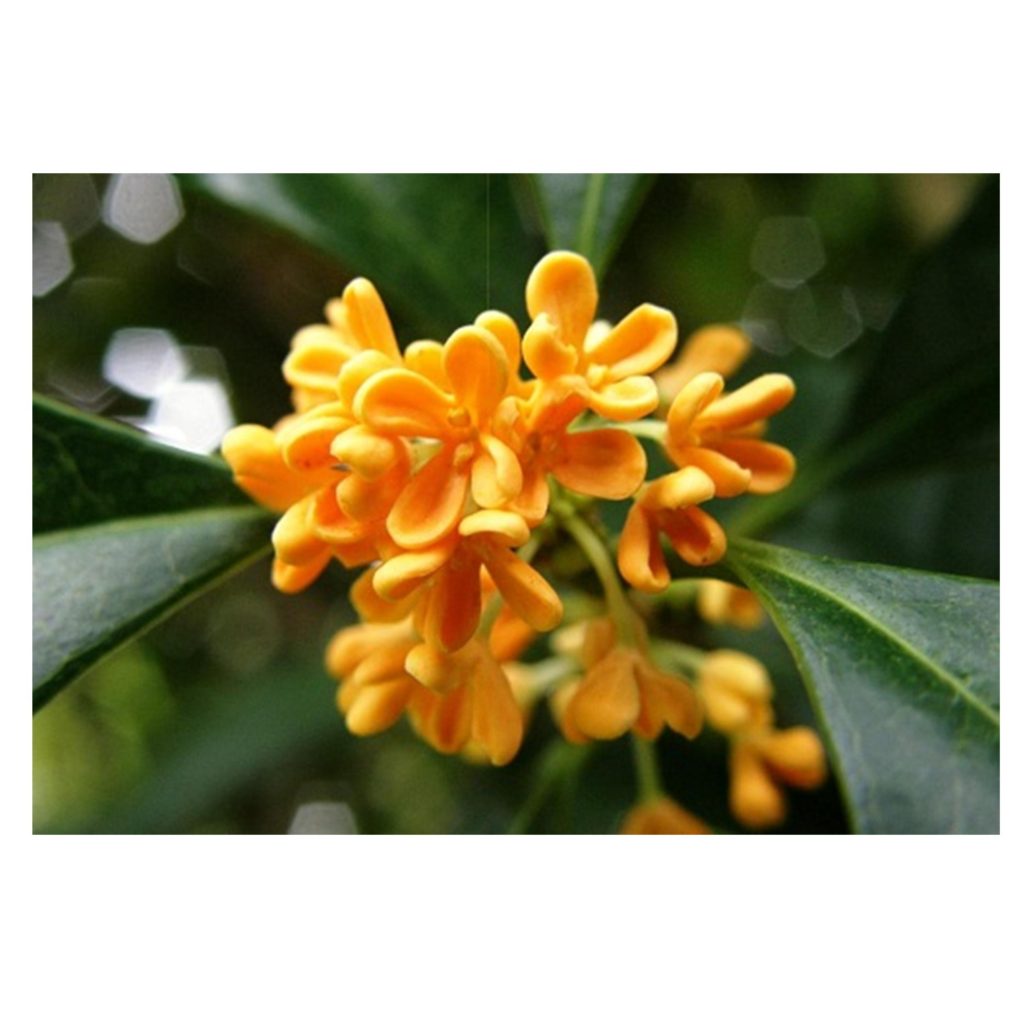 1Hom Muen Lee Aromatic Oil น้ำมันอโรมาติกกลิ่น หอมหมื่นลี้ | MATAYA SHOP